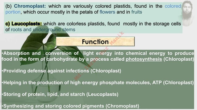 The Plant Cell (Pharmacognosy) MANIK | PDF