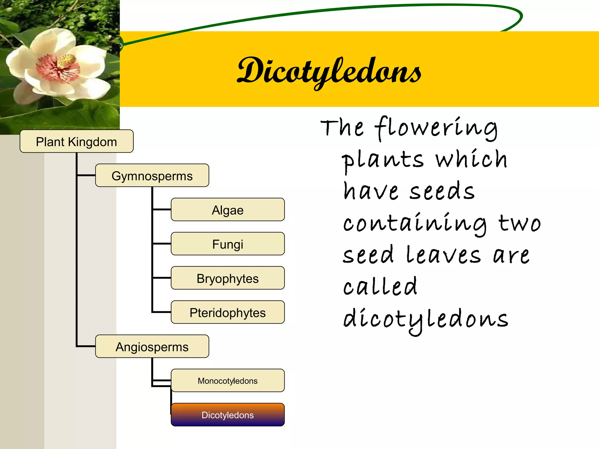 The plant kingdom | PPT | Gardening | Home & Garden
