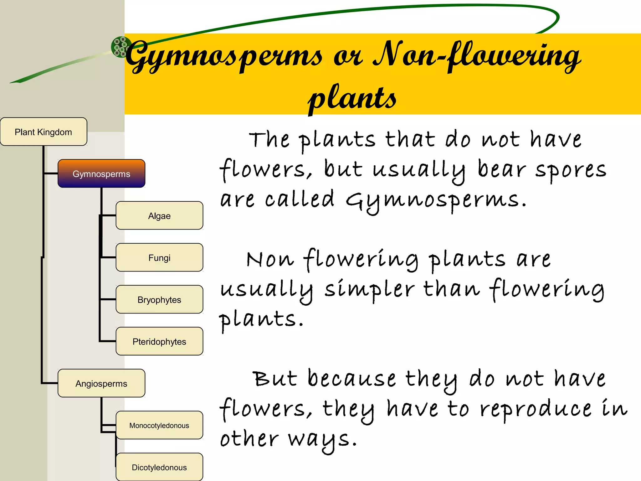 The plant kingdom | PPT