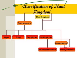 Plant Kingdom Diagram