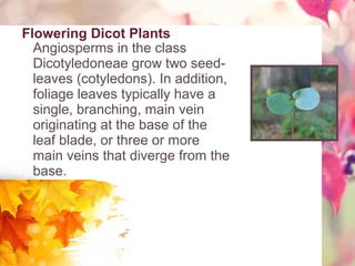 The plant kingdom | PPT