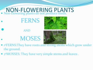 The plant kingdom | PPTX