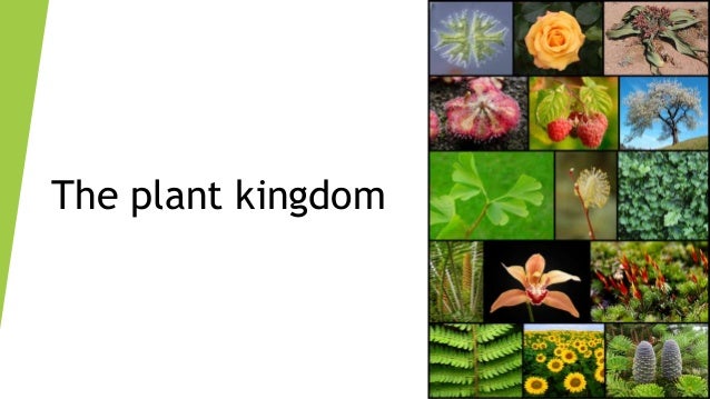 The plant kingdom