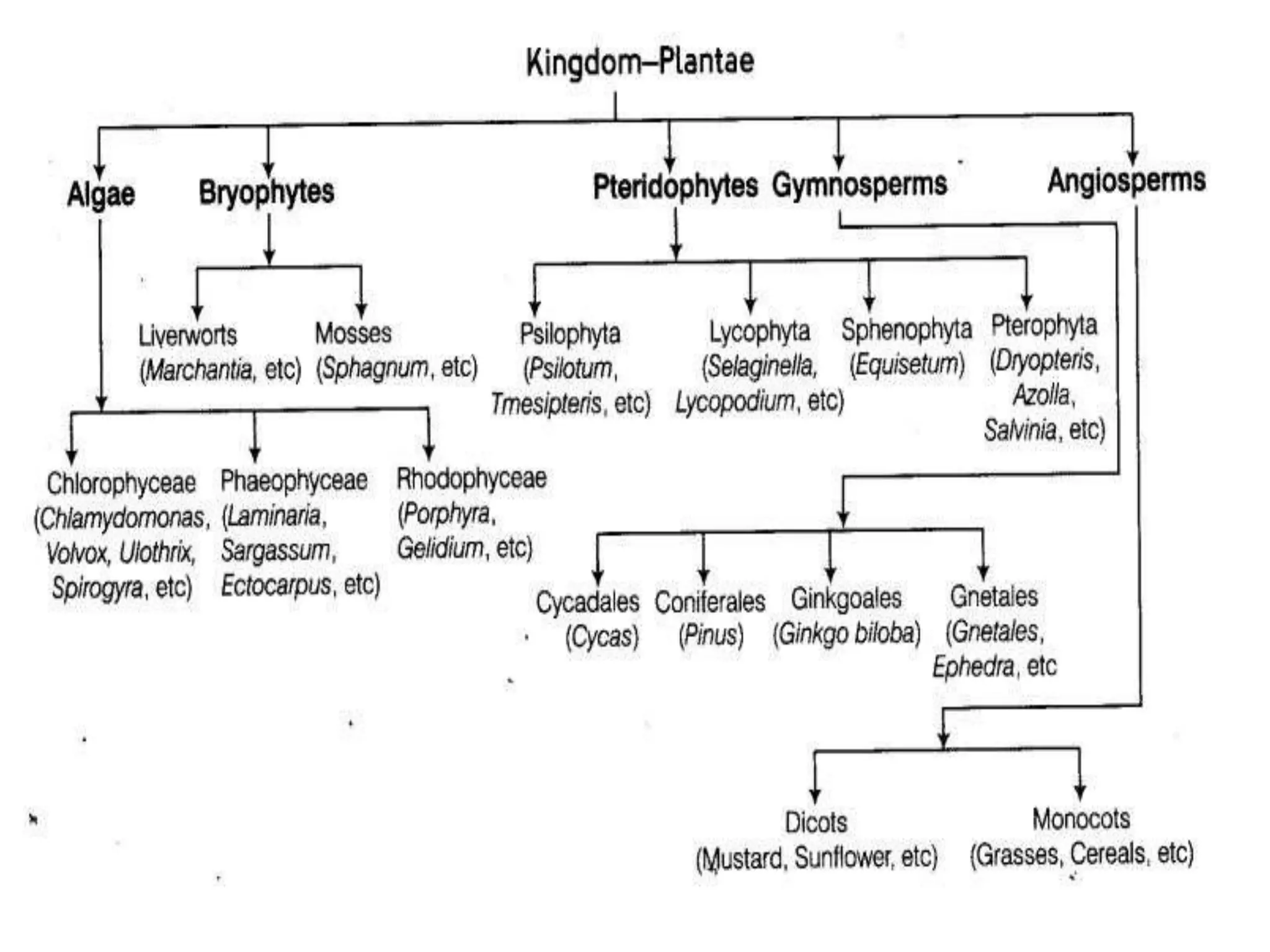 The plant kingdom (alage+bryophyta+pteridophyta) | PPTX
