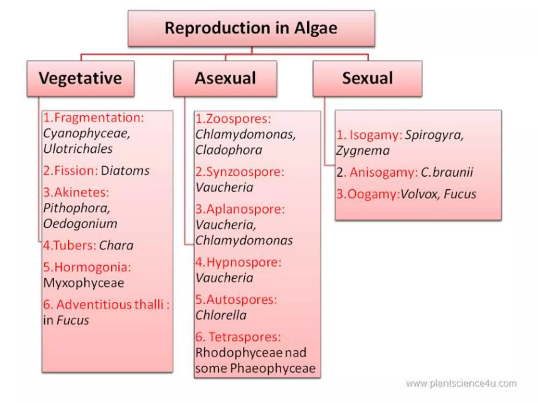 The plant kingdom (alage+bryophyta+pteridophyta) | PPTX
