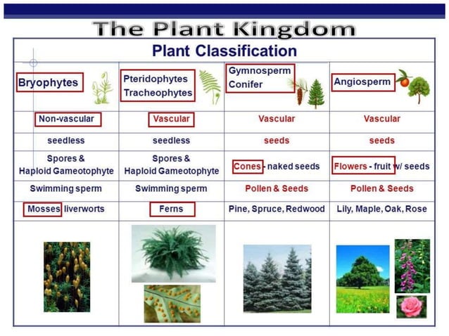 The plant kingdom (alage+bryophyta+pteridophyta) | PPTX | Infertility ...