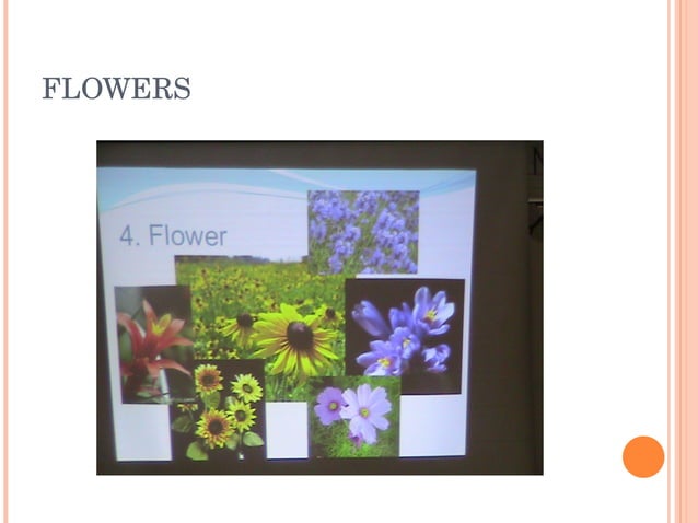 The Plant Life Cycle | PPT