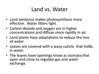 The plants | PPT