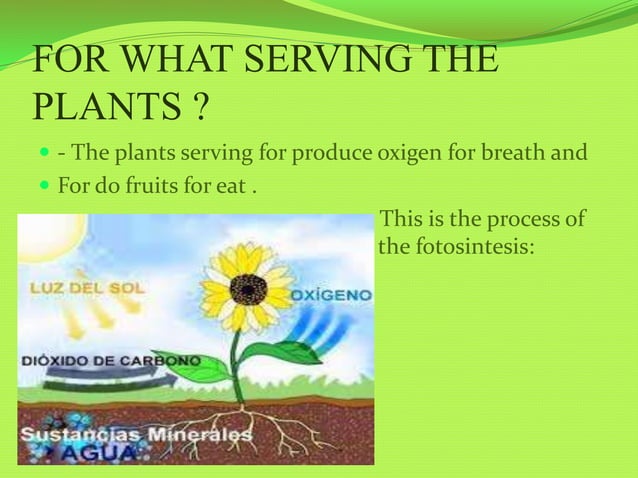 The plants george 5b primary | PPT
