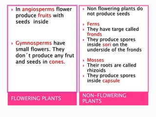 The plants kingdom | PPT