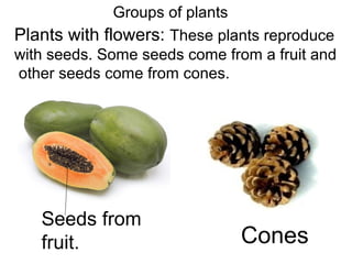 The plants unit3 5º grade | PPT