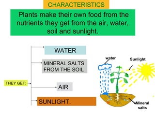 The plants unit3 5º grade | PPT