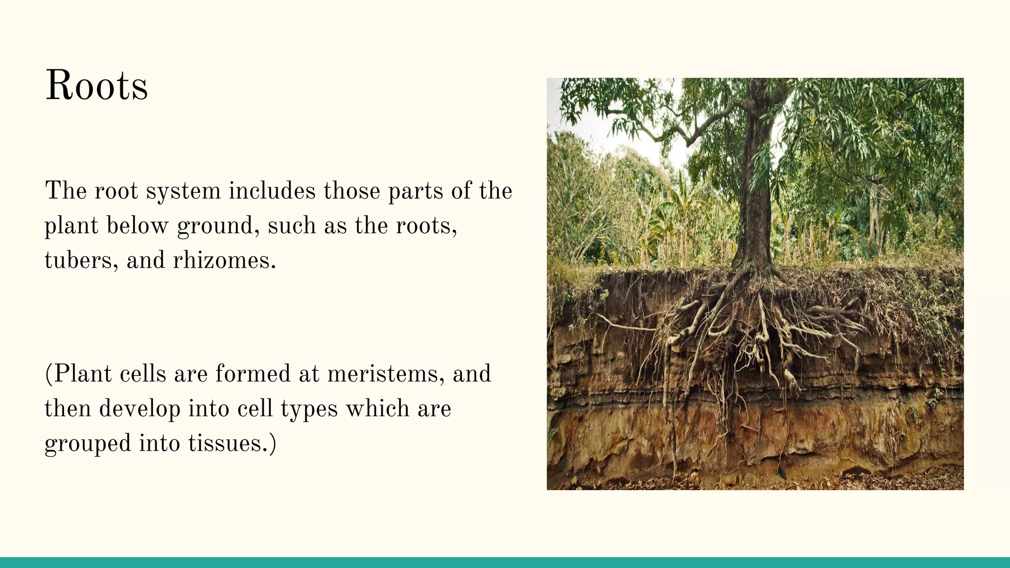 The plant system | PDF