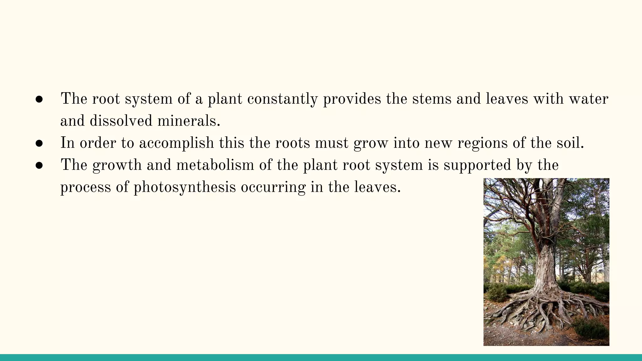 The plant system | PDF