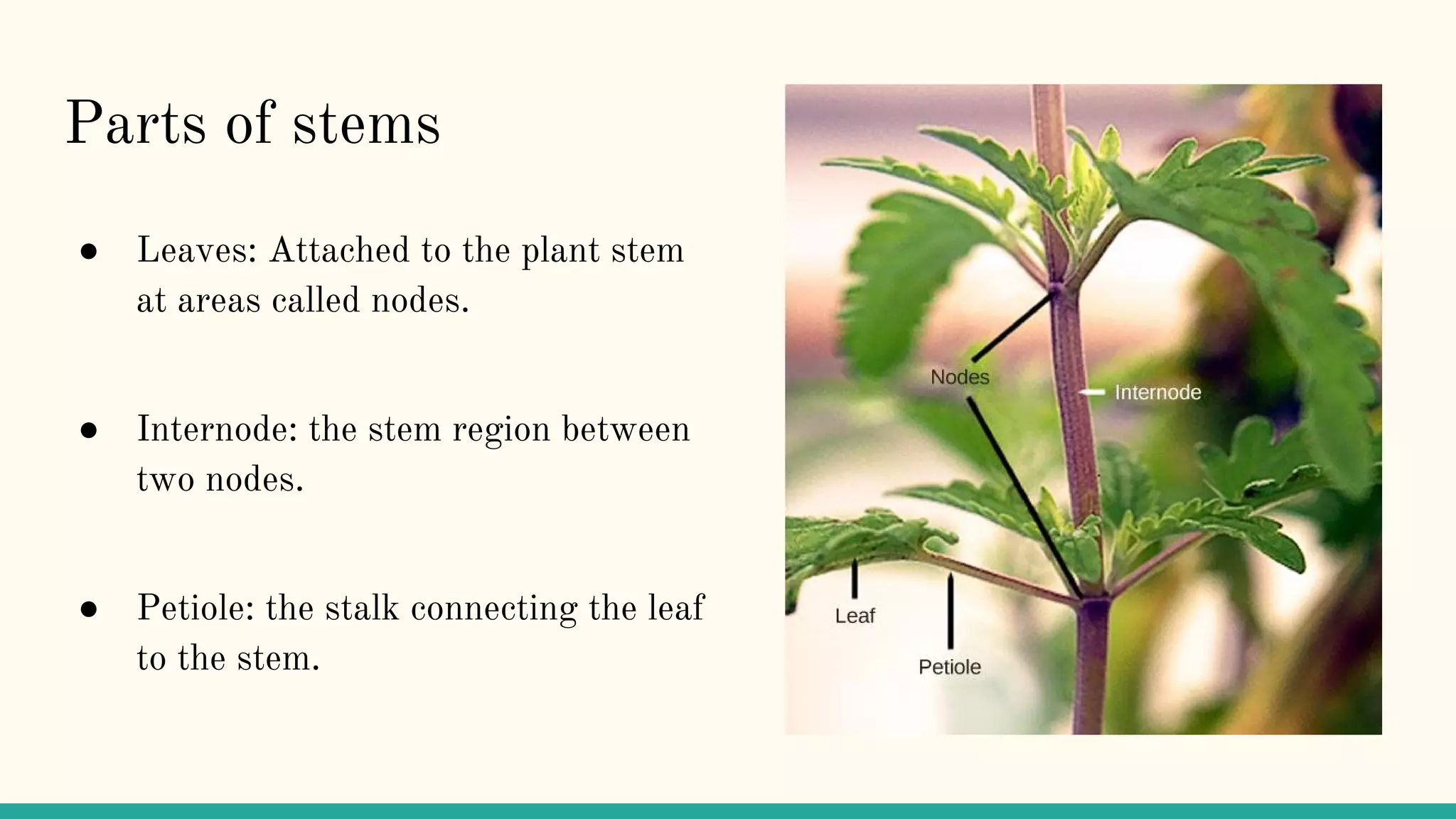 The plant system | PDF