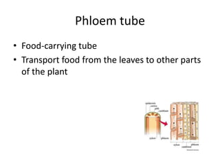 The plant transport system | PPTX