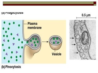 The_Plasma_Membrane - The_Plasma_Membrane | PPT