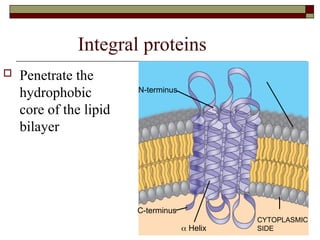 The_Plasma_Membrane - The_Plasma_Membrane | PPT