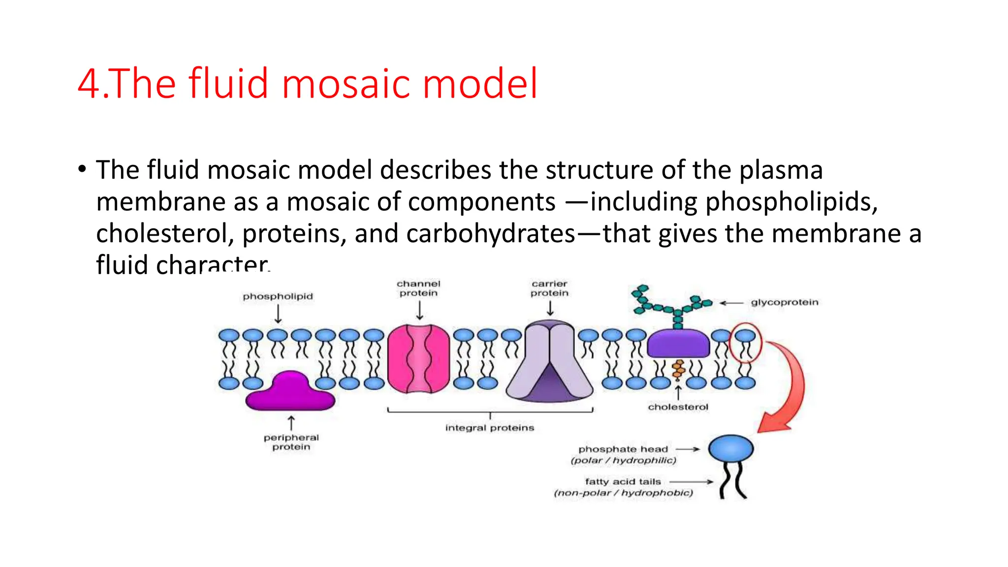 the Plasma Membrane models and accepted fluid mosaic model.pptx