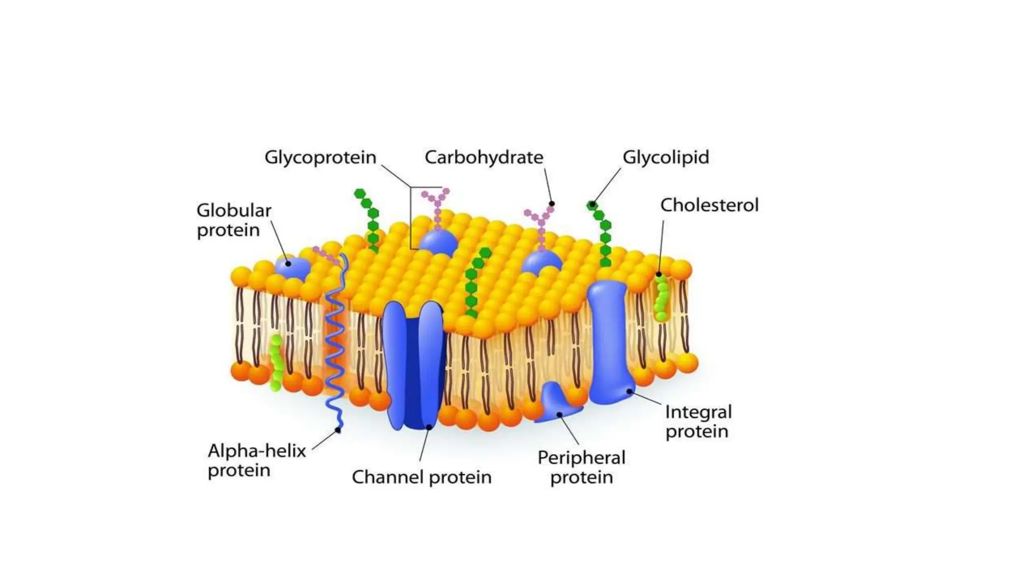 the Plasma Membrane models and accepted fluid mosaic model.pptx