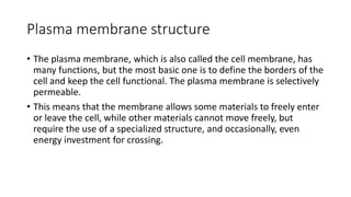 the Plasma Membrane models and accepted fluid mosaic model.pptx