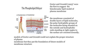 the Plasma Membrane models and accepted fluid mosaic model.pptx
