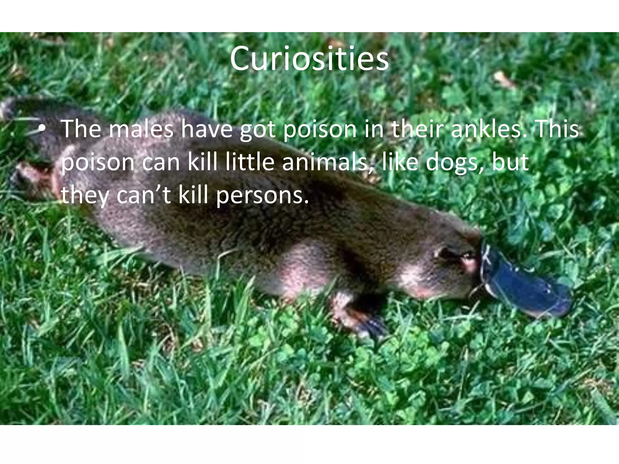 The platypus | PPTX