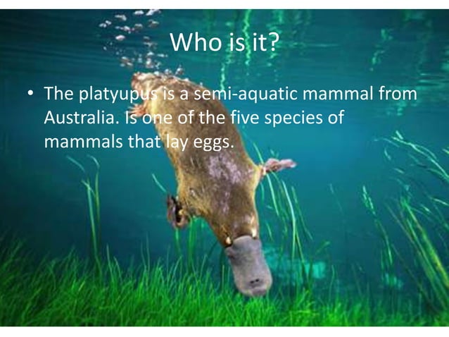 The platypus | PPT