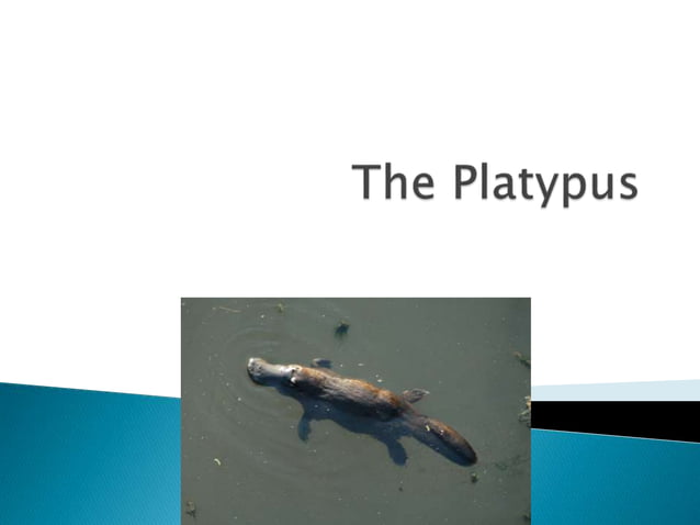 The platypus | PPTX | Reptiles | Pets