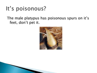 The platypus | PPTX | Reptiles | Pets