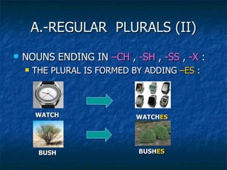 The plural | PPT