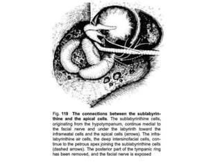 The pneumatic system of the temporal bone | PPTX