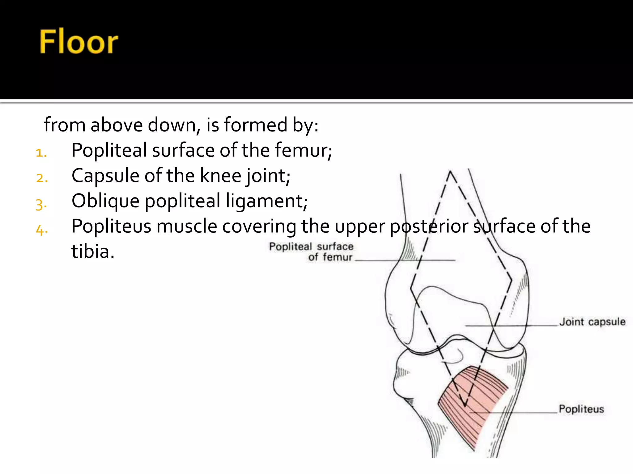 The popliteal fossa anatomy | PPTX