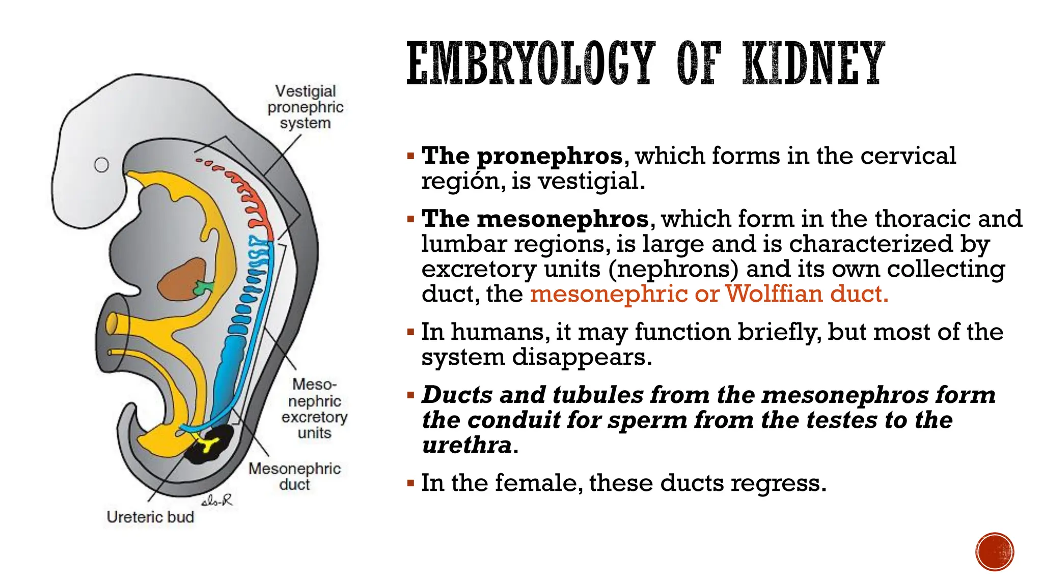 The posterior abdominal wall and Vasculature of abdomen.pdf