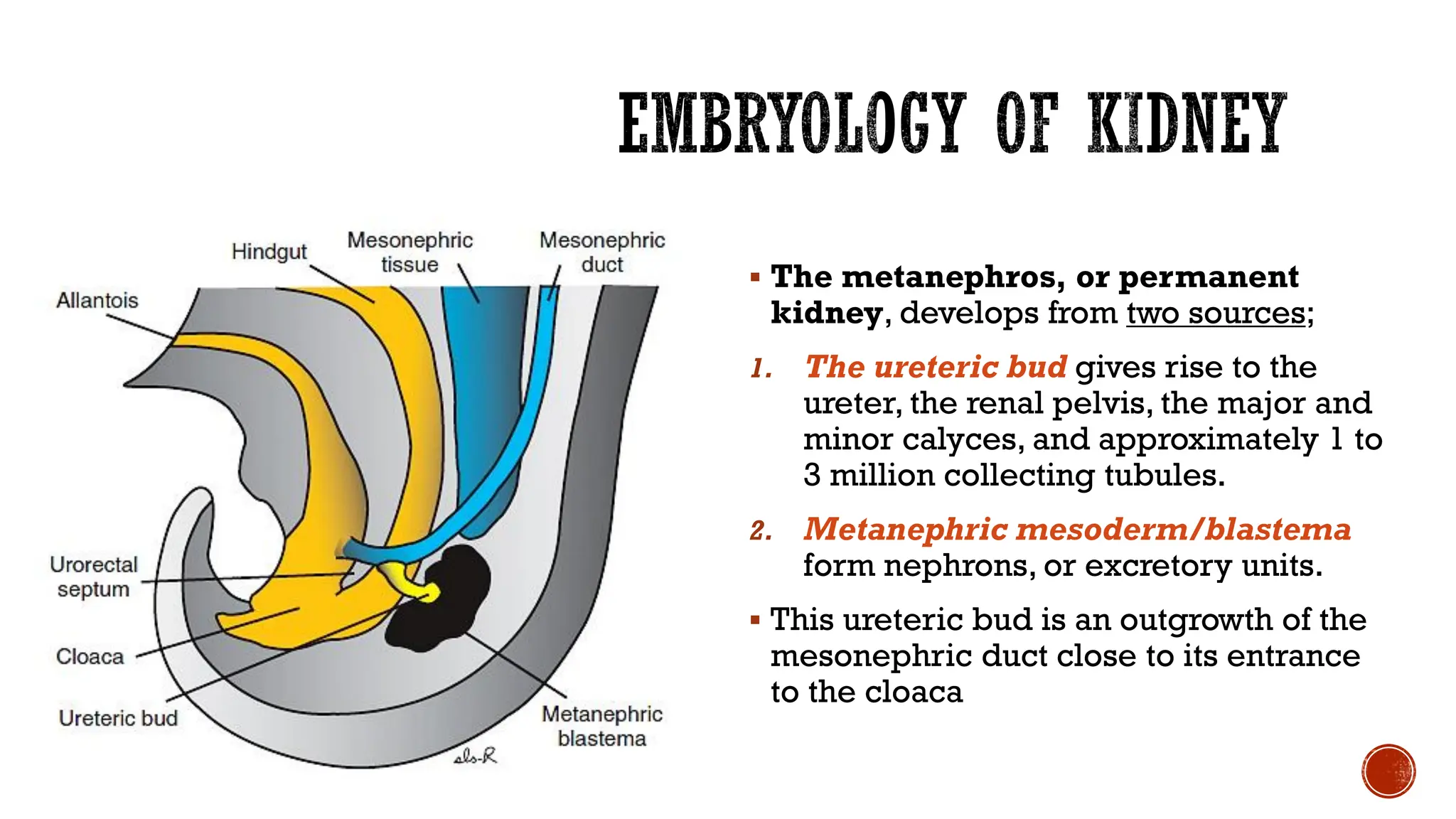 The posterior abdominal wall and Vasculature of abdomen.pdf