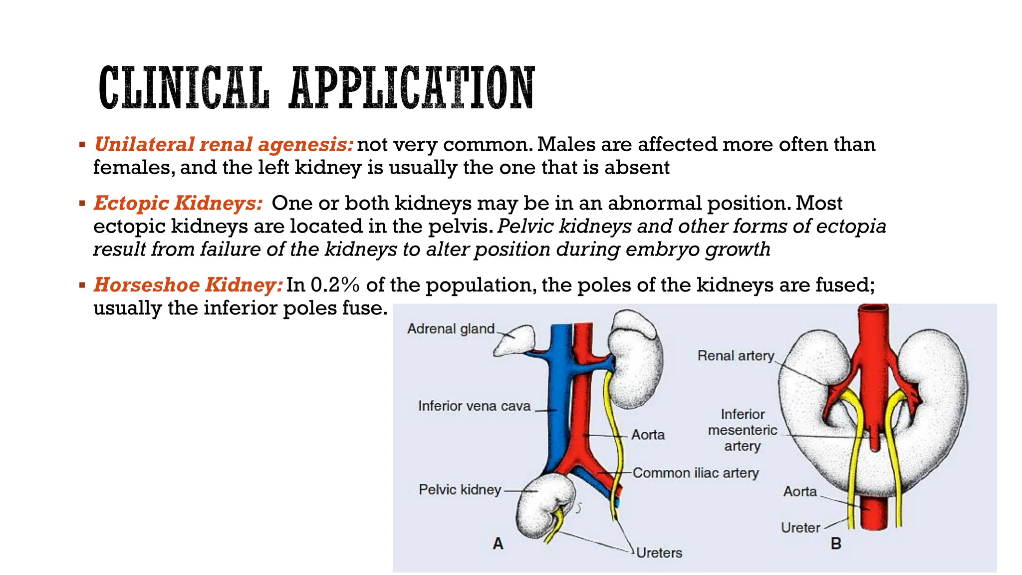 The posterior abdominal wall and Vasculature of abdomen.pdf