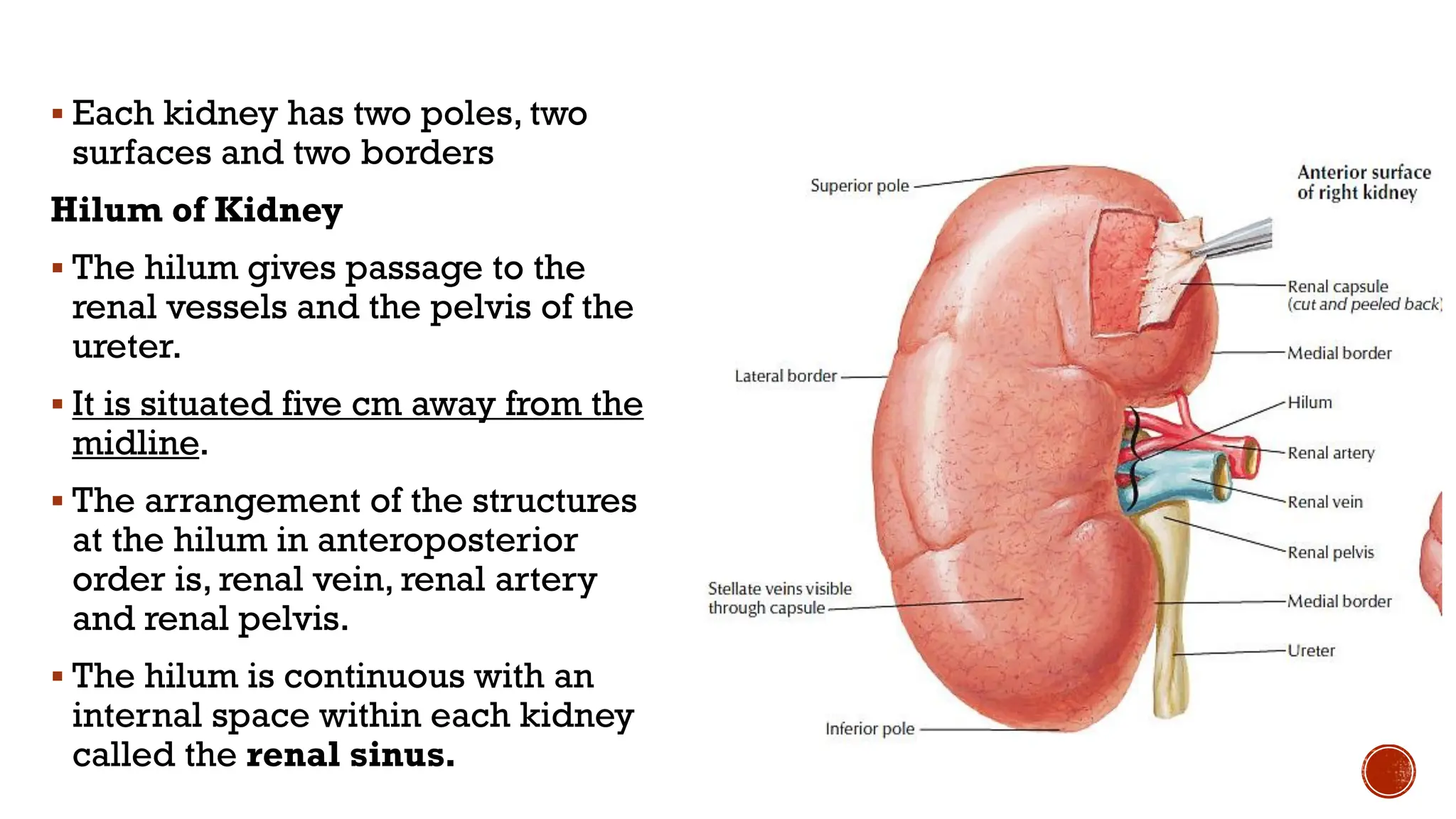 The posterior abdominal wall and Vasculature of abdomen.pdf