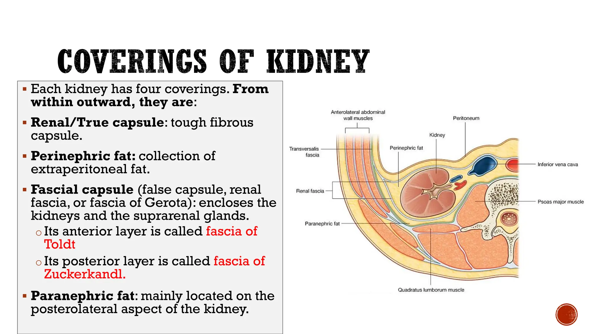 The posterior abdominal wall and Vasculature of abdomen.pdf