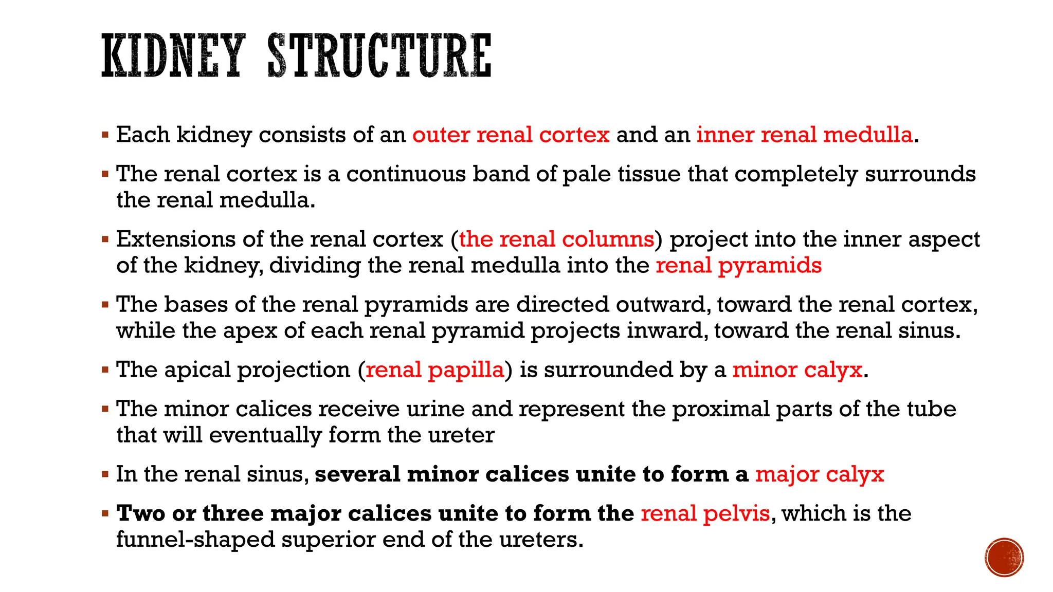 The posterior abdominal wall and Vasculature of abdomen.pdf