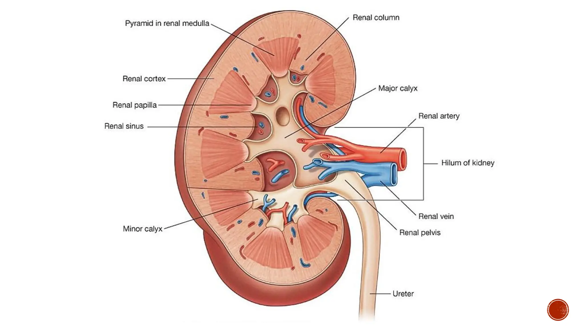 The posterior abdominal wall and Vasculature of abdomen.pdf