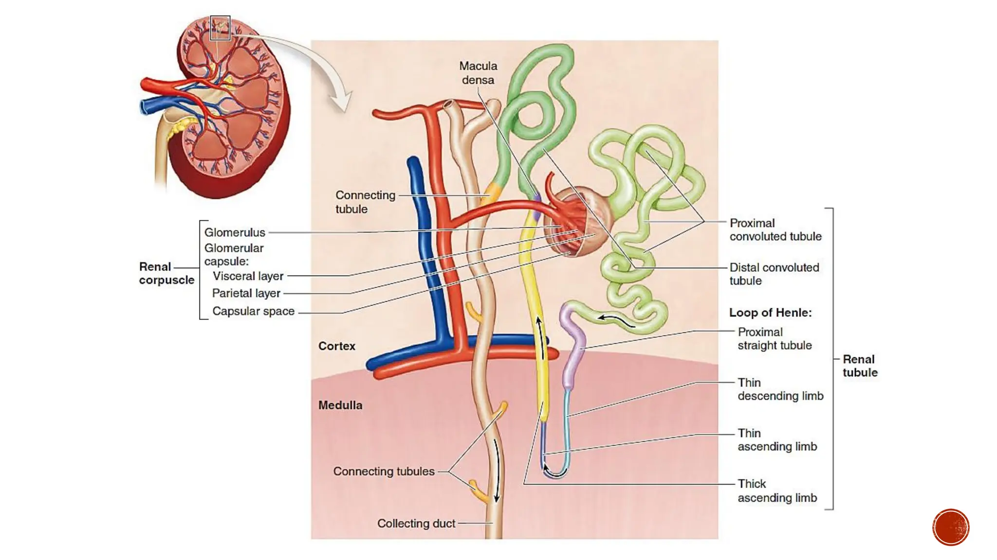 The posterior abdominal wall and Vasculature of abdomen.pdf