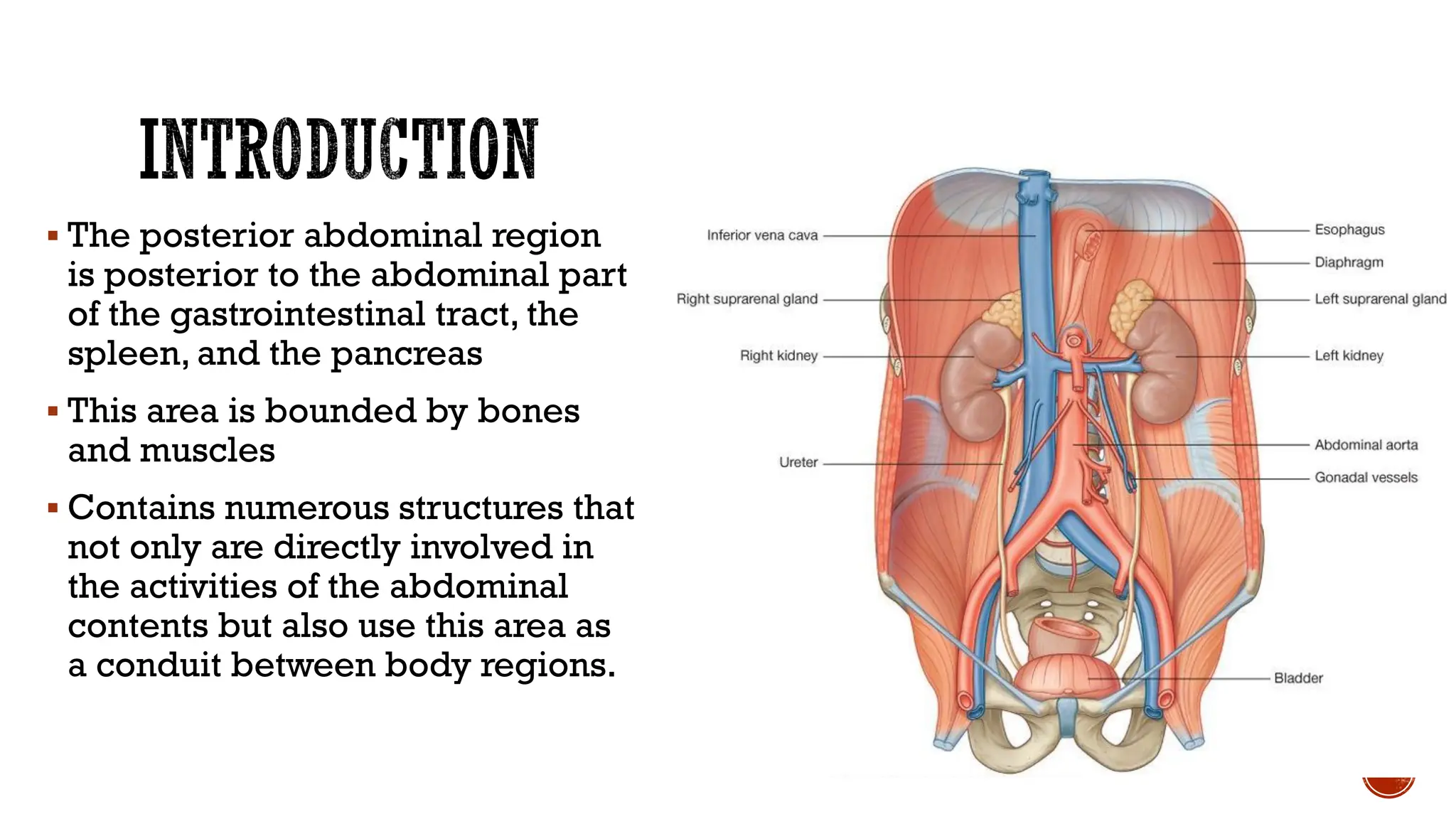 The posterior abdominal wall and Vasculature of abdomen.pdf