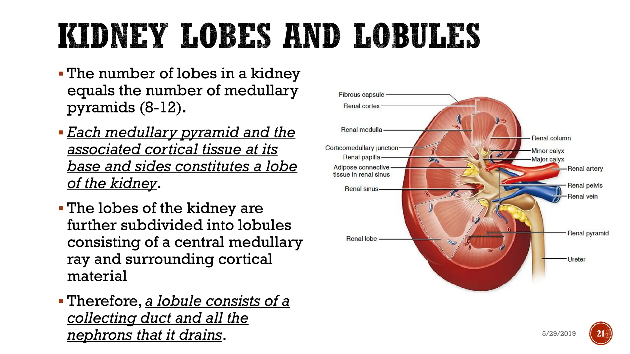 The posterior abdominal wall and Vasculature of abdomen.pdf