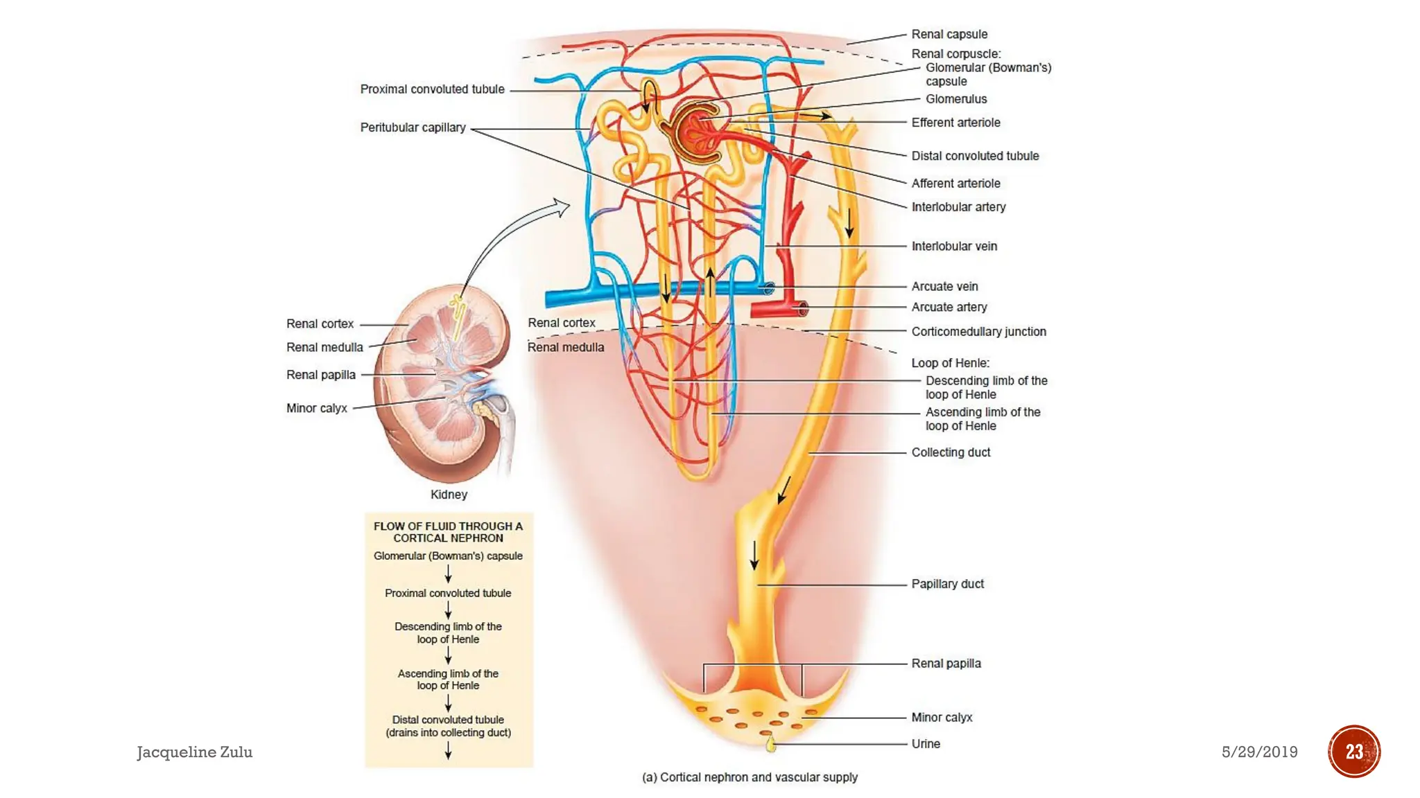 The posterior abdominal wall and Vasculature of abdomen.pdf