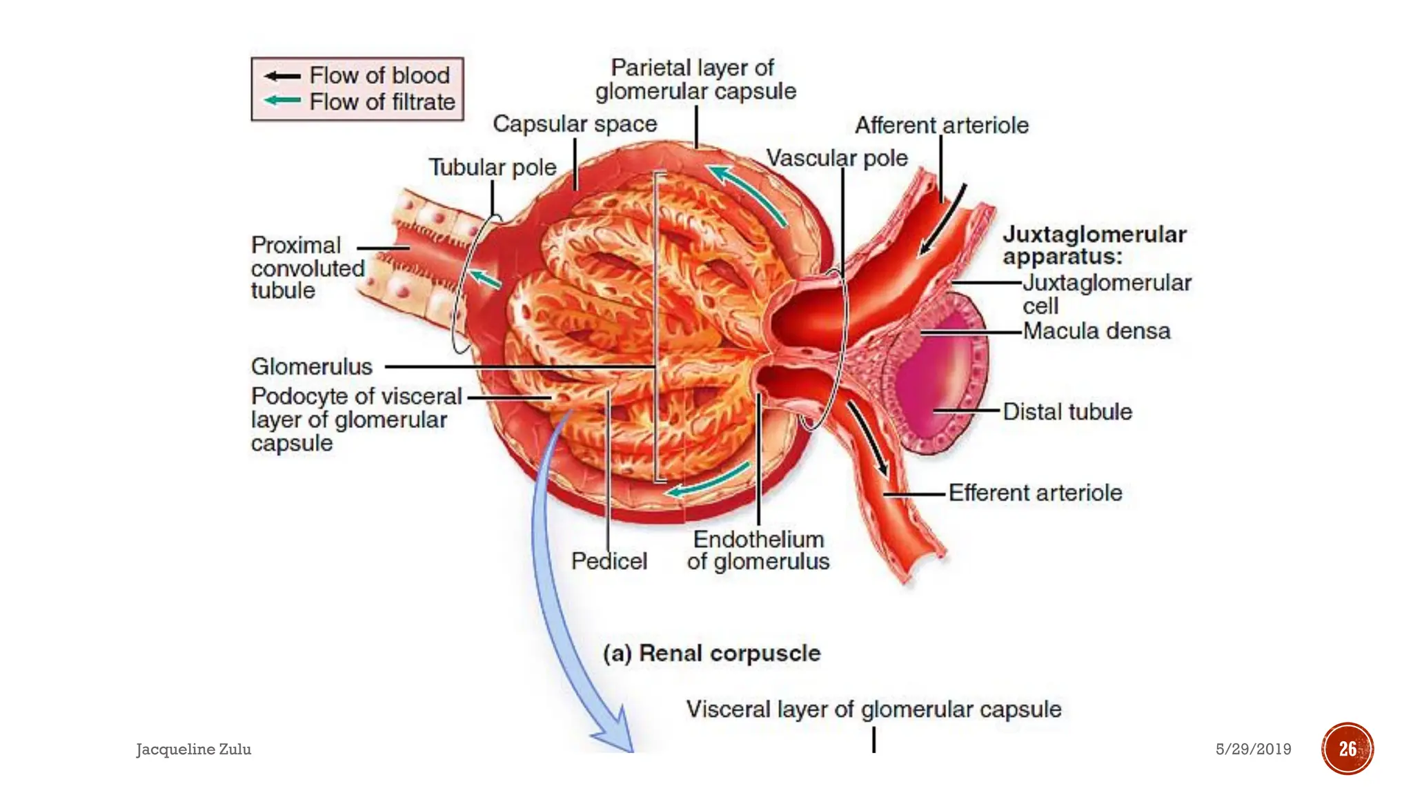The posterior abdominal wall and Vasculature of abdomen.pdf