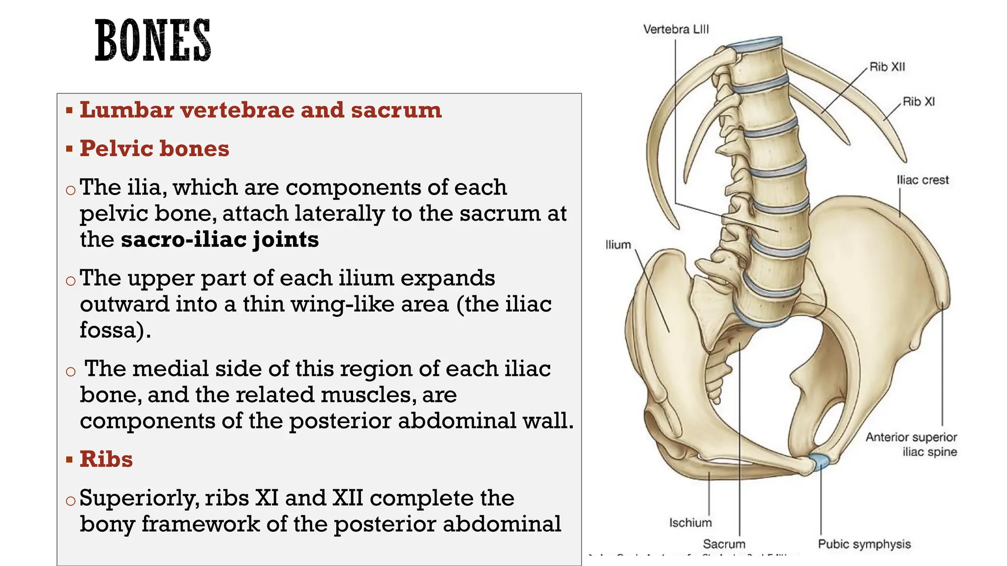 The posterior abdominal wall and Vasculature of abdomen.pdf