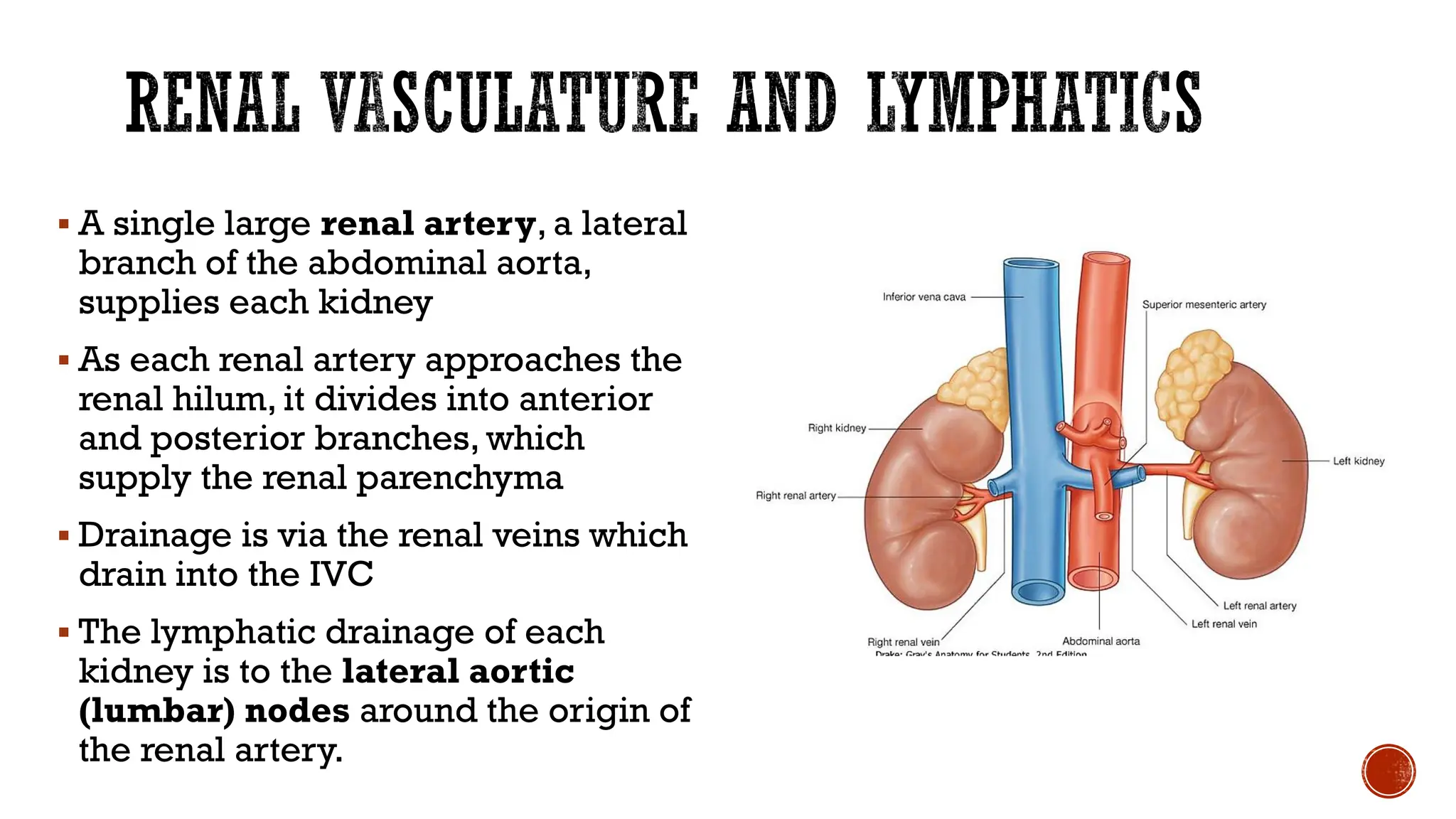 The posterior abdominal wall and Vasculature of abdomen.pdf