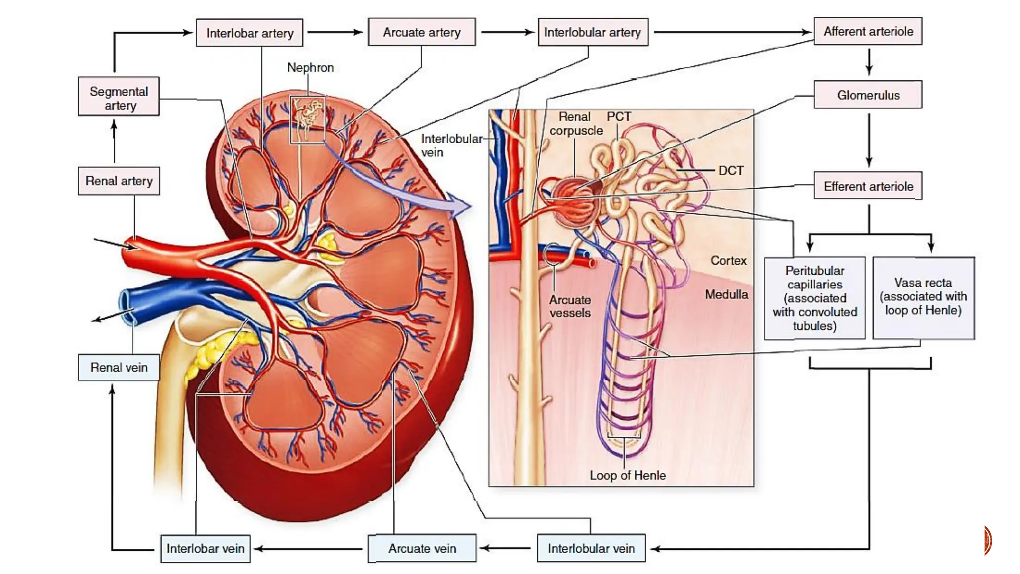 The posterior abdominal wall and Vasculature of abdomen.pdf