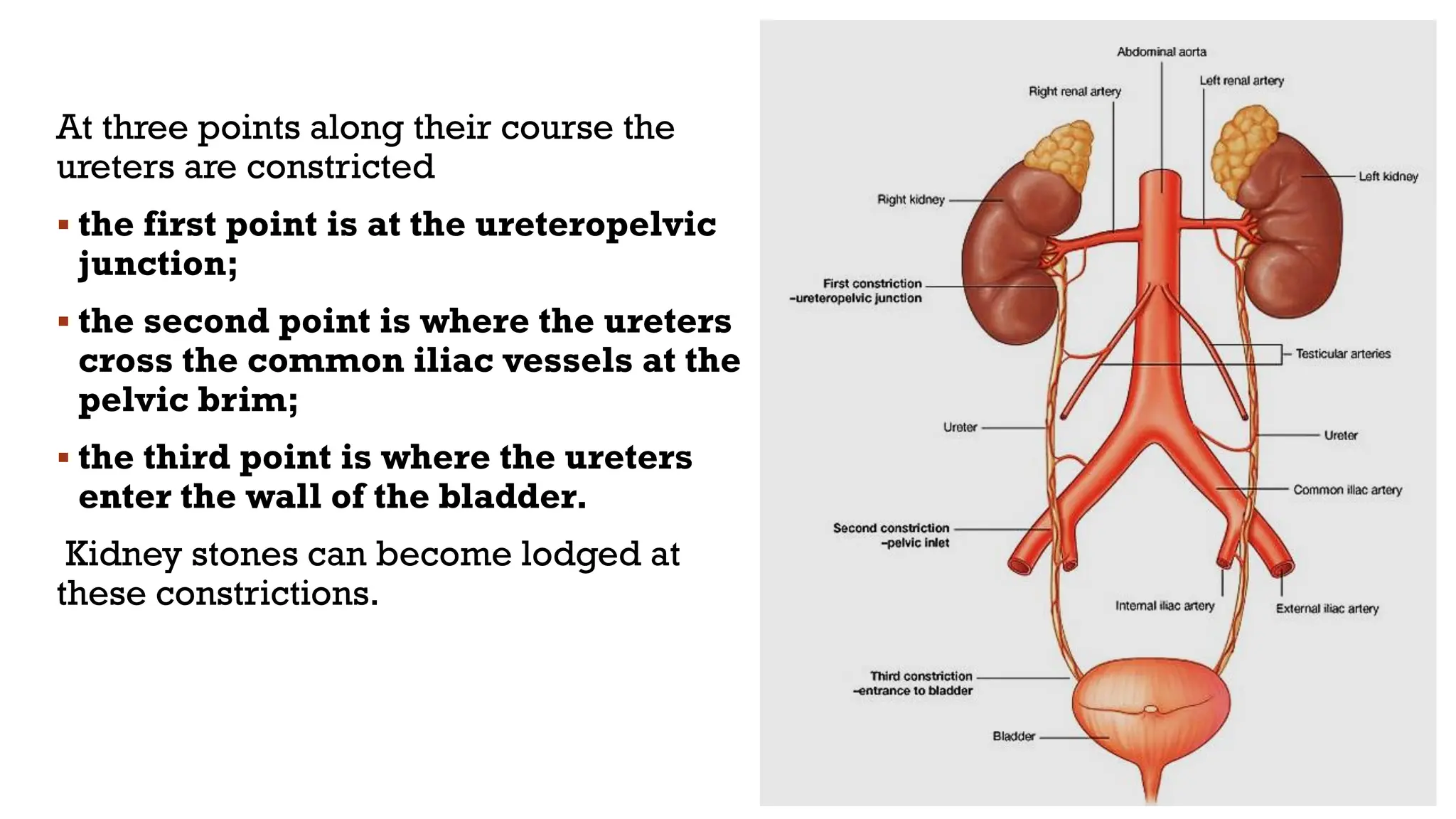 The posterior abdominal wall and Vasculature of abdomen.pdf