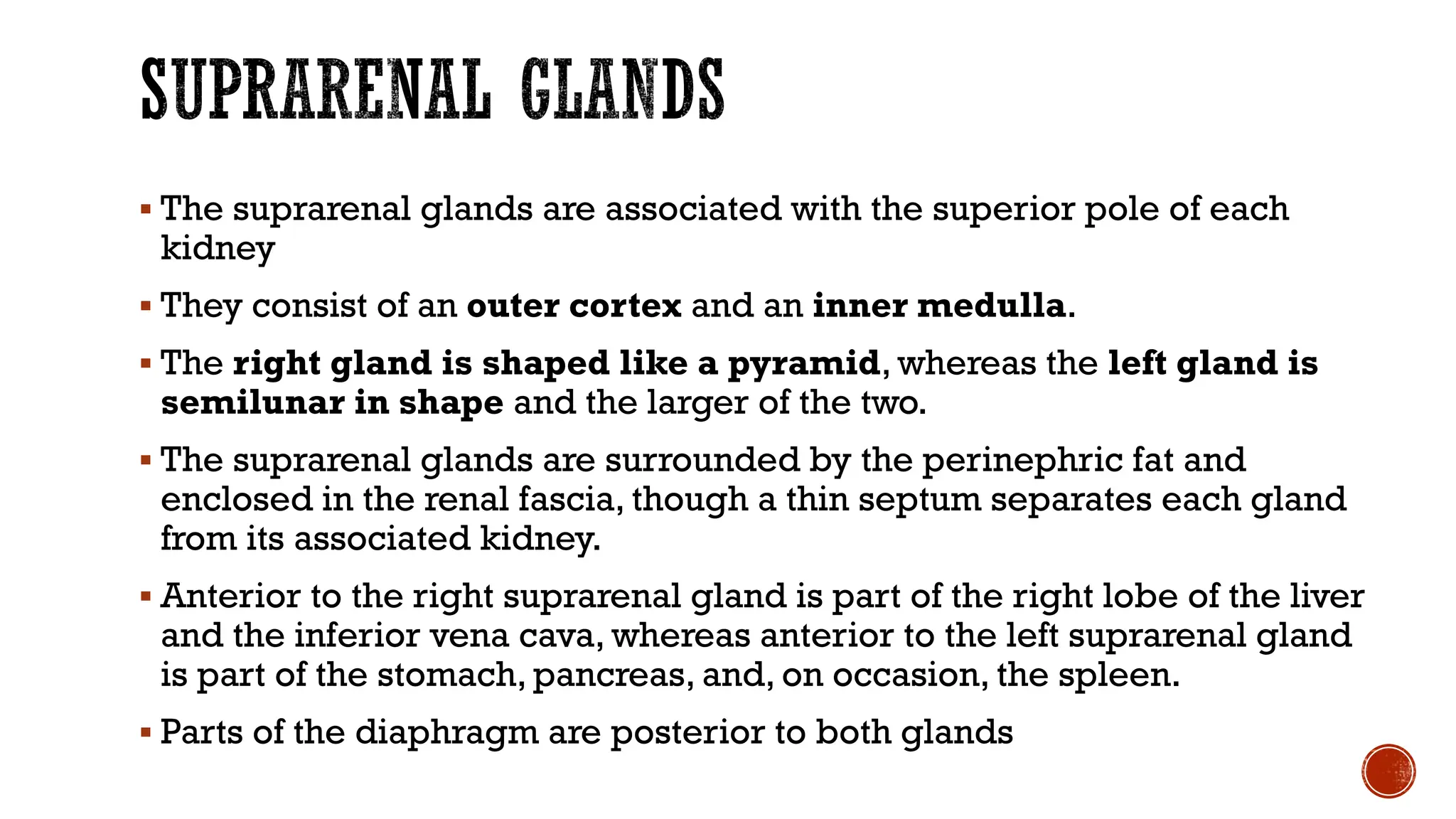 The posterior abdominal wall and Vasculature of abdomen.pdf